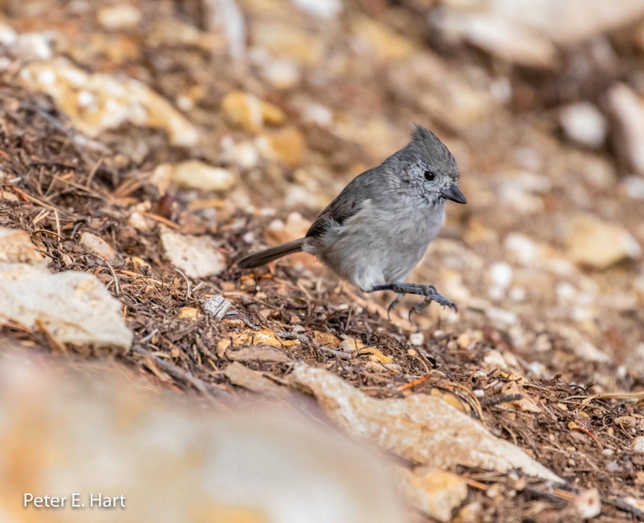 Meet the Energetic Juniper Titmouse by Birdorable