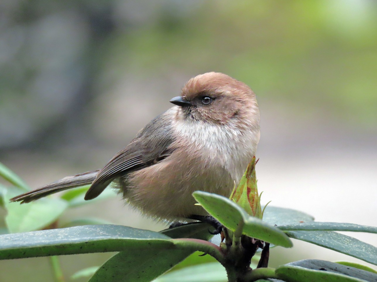 Meet the Bushtit: Tiny Acrobatic Songbird | Birdorable Bird