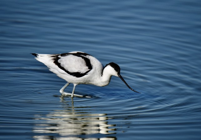 Pied Avocet - Black-and-White Beauty of Wetlands | Birdorable