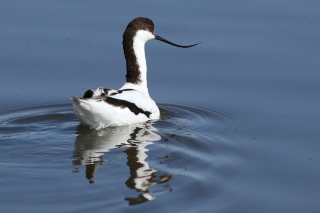 Pied Avocet - Black-and-White Beauty of Wetlands | Birdorable