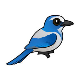 Florida Scrub-Jay - Endemic to Florida's Scrublands | Birdorable