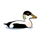 Cute Common Eider by Birdorable