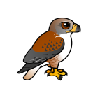 Cute Ferruginous Hawk by Birdorable
