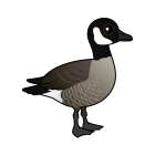 Cute Canada Goose by Birdorable