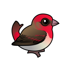 Common Rosefinch - Colorful Bird of Europe and Asia | Birdorable