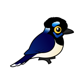 Plush-crested Jay of the South American Forests | Birdorable Birds