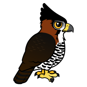 Meet the Ornate Hawk-Eagle - Beauty of the Rainforest | Birdorable