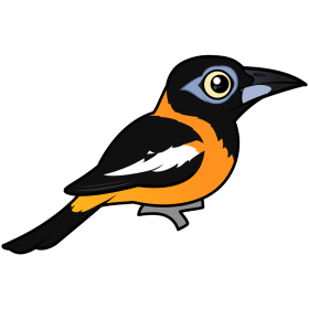 Meet the Colorful Venezuelan Troupial | National Bird of Venezuela