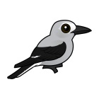Learn about the Memory Master Clark's Nutcracker | Birdorable