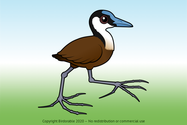 Cute Cartoon African Jacana