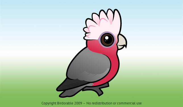 Cute Galah Cockatoo by Birdorable