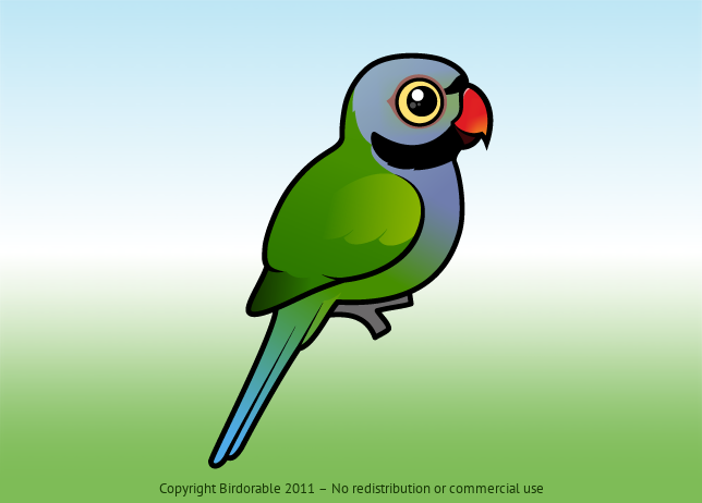 Meet the Cute Lord Derby's Parakeet by Birdorable