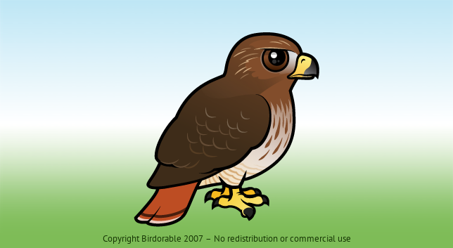 Cute Red-tailed Hawk by Birdorable