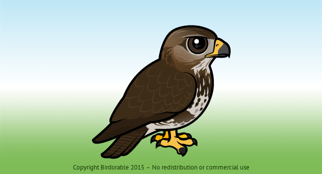 Learn About the Common Buzzard, a Raptor from Eurasia
