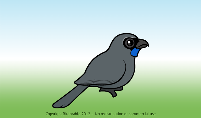 Meet the Endangered Kokako of New Zealand | Birdorable Birds