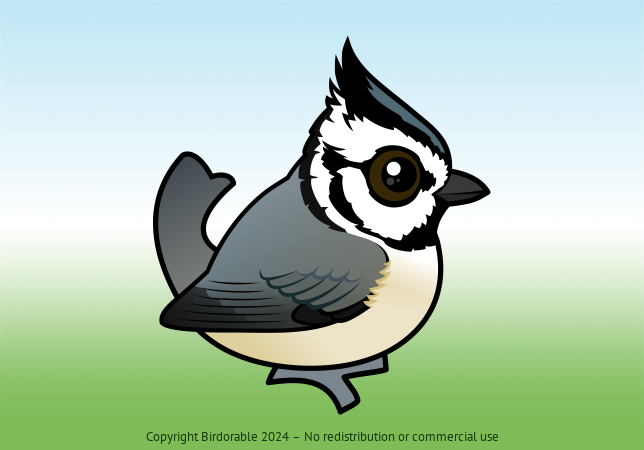 Bridled Titmouse - A Tiny Charmer of Oak Forests