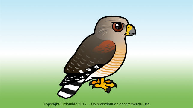 Cute Red-shouldered Hawk by Birdorable