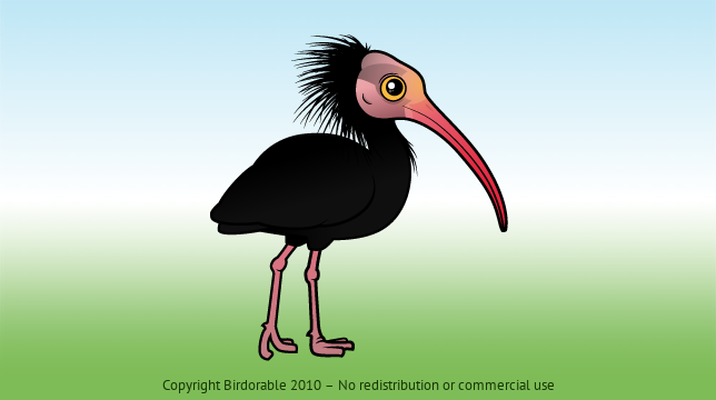 Cute Northern Bald Ibis by Birdorable