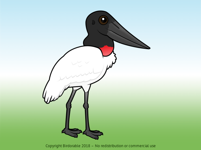 Cute Cartoon Jabiru by Birdorable