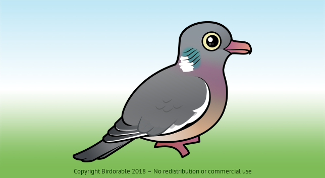 Meet the Common Wood Pigeon