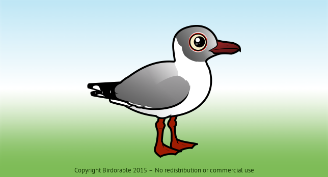 Cute Gray-hooded or Grey-headed Gull