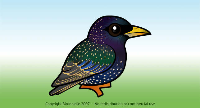 Cute European Starling by Birdorable