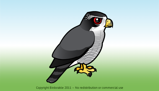 Cute Northern Goshawk by Birdorable