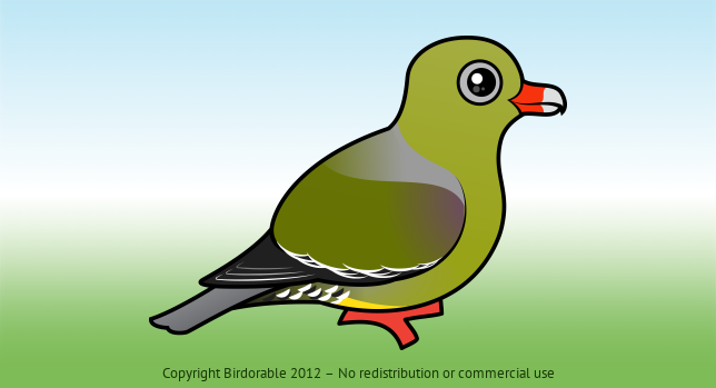 Meet the Cute African Green Pigeon by Birdorable