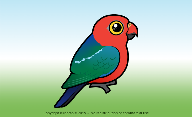 Cute Australian King Parrot