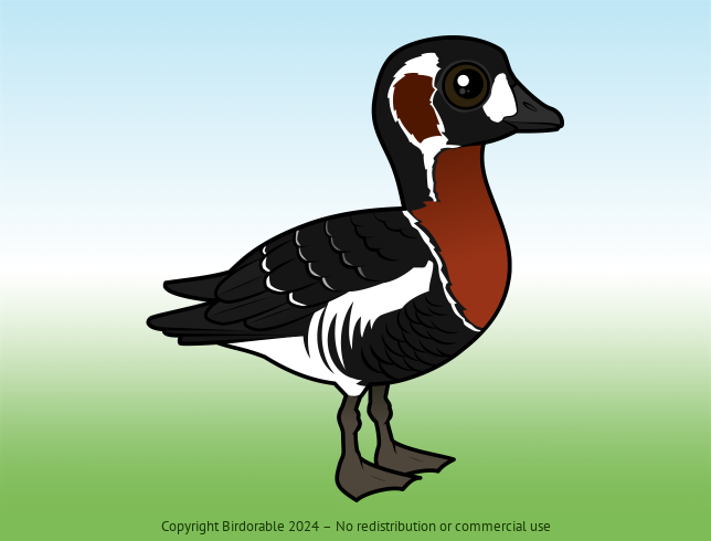 Birdorable's Red-breasted Goose | Striking Old World Waterfowl