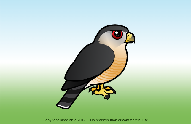 Cute Sharp-shinned Hawk by Birdorable