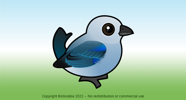 Blue-Gray Tanager Bird