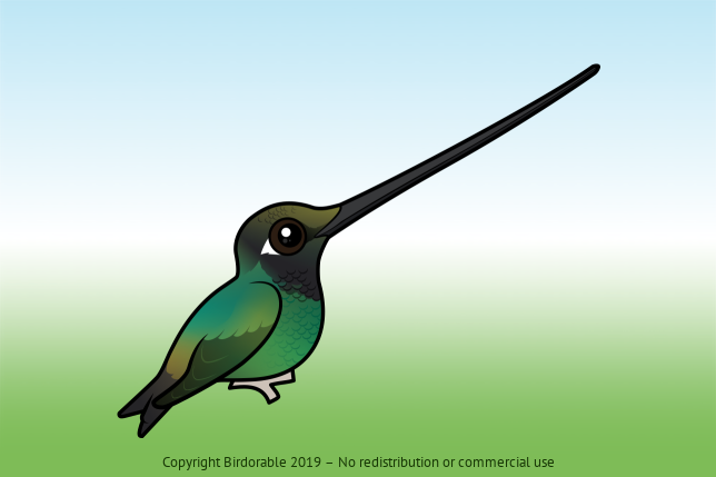 Tiny Bird, Massive Beak: The Sword-billed Hummingbird!