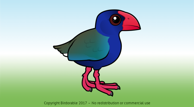 Cute South Island Takahe of New Zealand