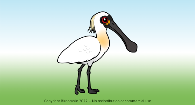 Meet the Black-faced Spoonbill