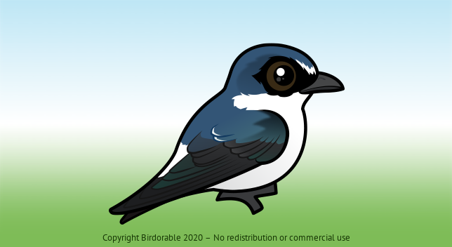 White-rumped Swallow