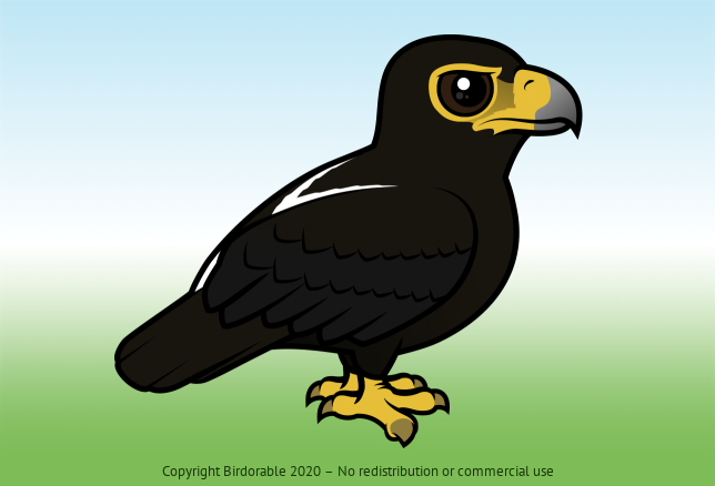 Verreaux’s Eagle - Master of the African Cliffs | Birdorable Birds