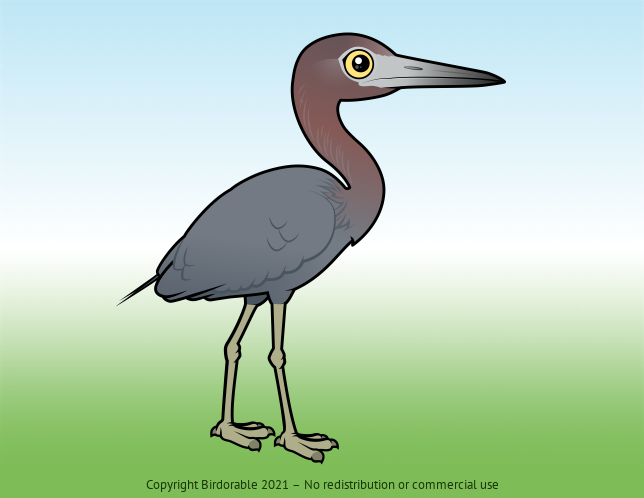 Meet the Color-Changing Little Blue Heron | Birdorable Birds