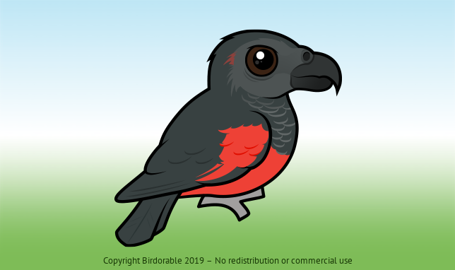 Pesquet's Parrot AKA Vulturine Parrot