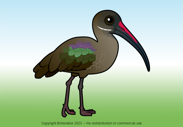 Cute Cartoon Hadada Ibis | Meet the Birdorable
