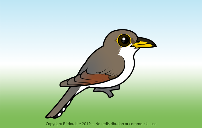 Cute Cartoon Yellow-billed Cuckoo | Meet the Birdorable