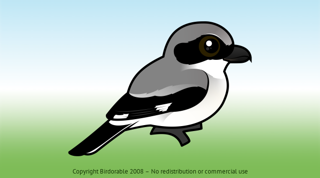 Cute Loggerhead Shrike by Birdorable