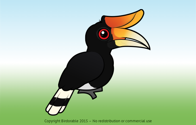 Baby Rhinoceros Hornbill