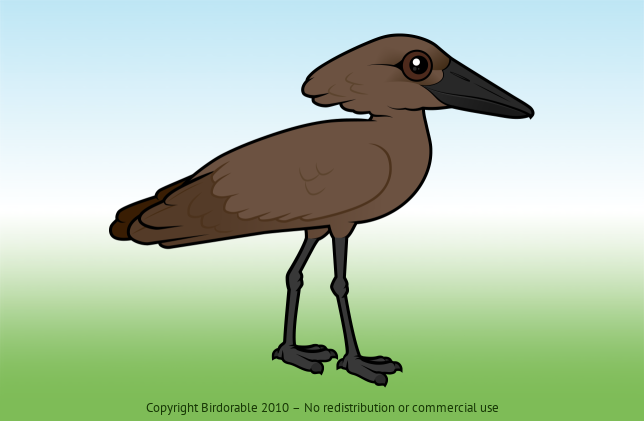 Cartoon Hamerkop Cartoon Great White Shark Foto's, Afbeeldingen En