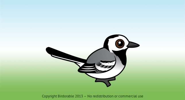 Cute White Wagtail by Birdorable