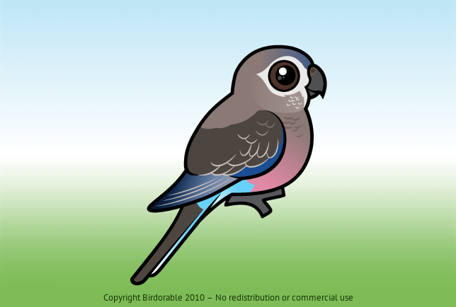 Cute Bourke's Parrot by Birdorable