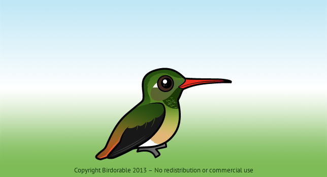 Meet the Cute Buff-bellied Hummingbird by Birdorable