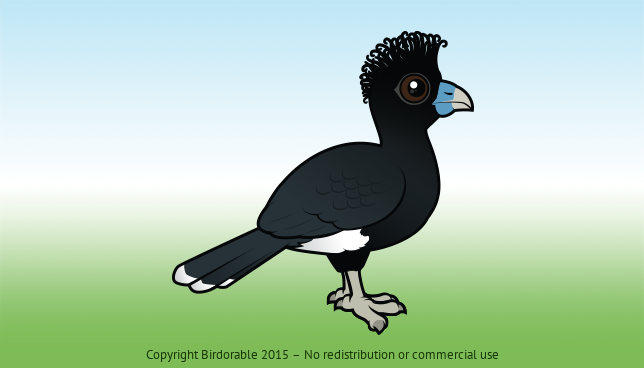 Learn About Critically Endangered Blue-billed Curassows