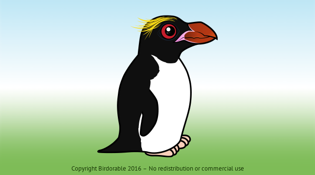 Meet the Birdorable: Macaroni Penguin Facts & Figures