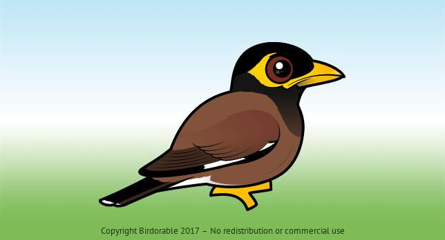 Read About the Common Myna